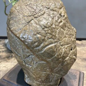Old Collection China Natural Stone Mountain Stones Bonsai Suiseki Taihu ...