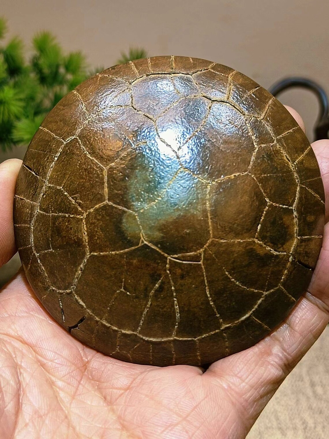China Natural Stone "tortoise Back Pattern" Stone Moire Stone 042101 - Etsy