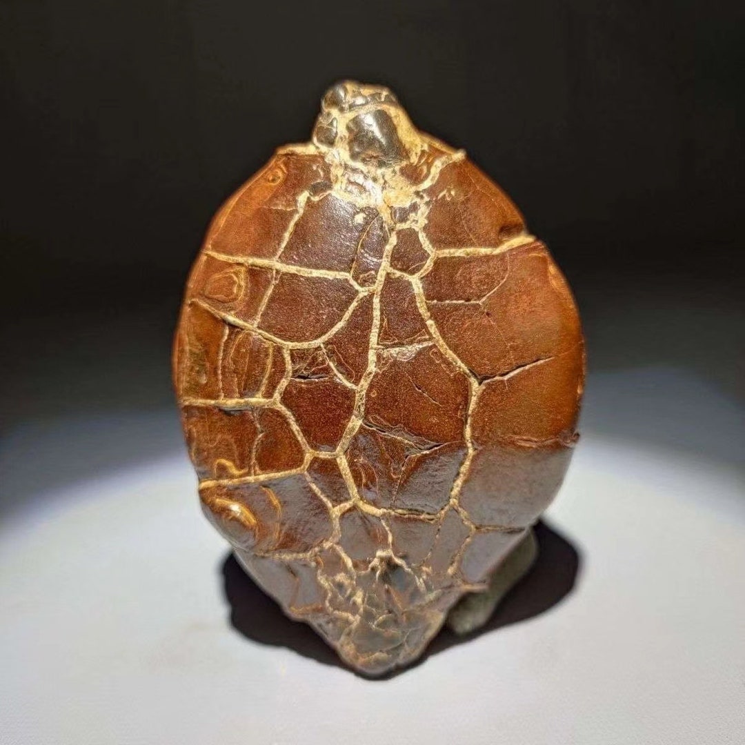China Natural Stone tortoise Back Pattern Stone Moire Stone 070103 - Etsy