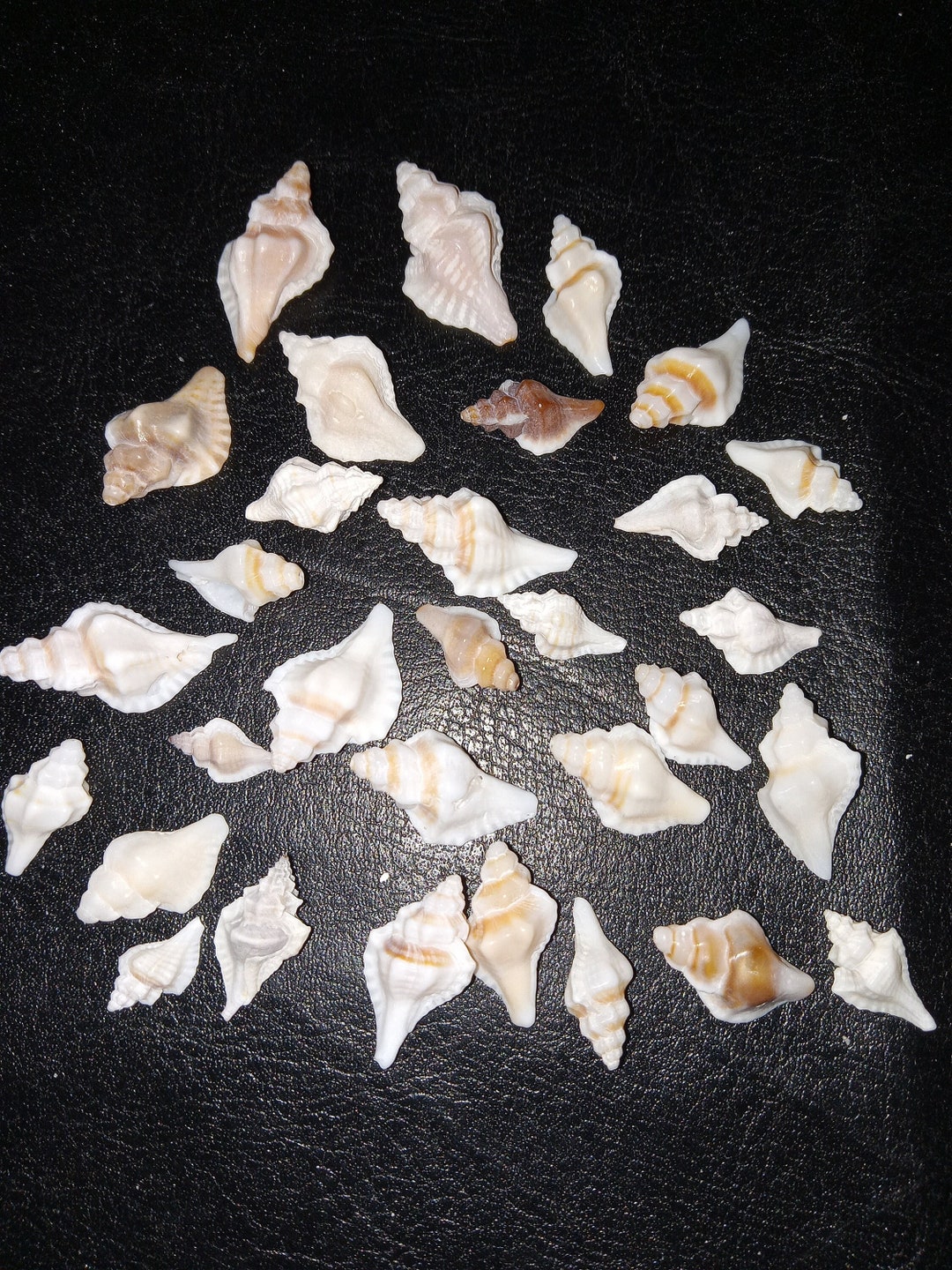 Florida Drill Shells - Etsy