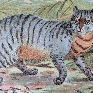 1896 Caffre Cat Original - Vintage Print - Natural History - Cats ...