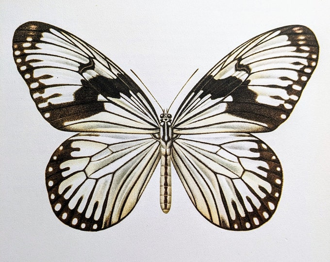 1963 Hestia Durvillei, Boisduval Vintage Butterfly Print - Lithograph ...
