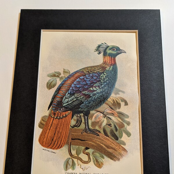 Natural History - Etsy