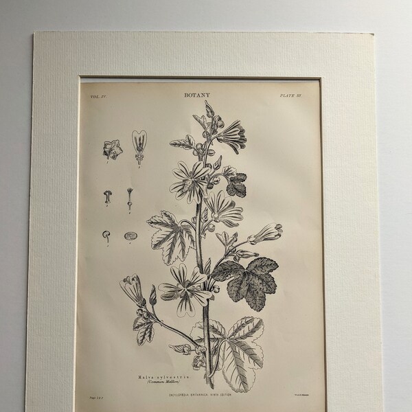 Common Mallow - Etsy