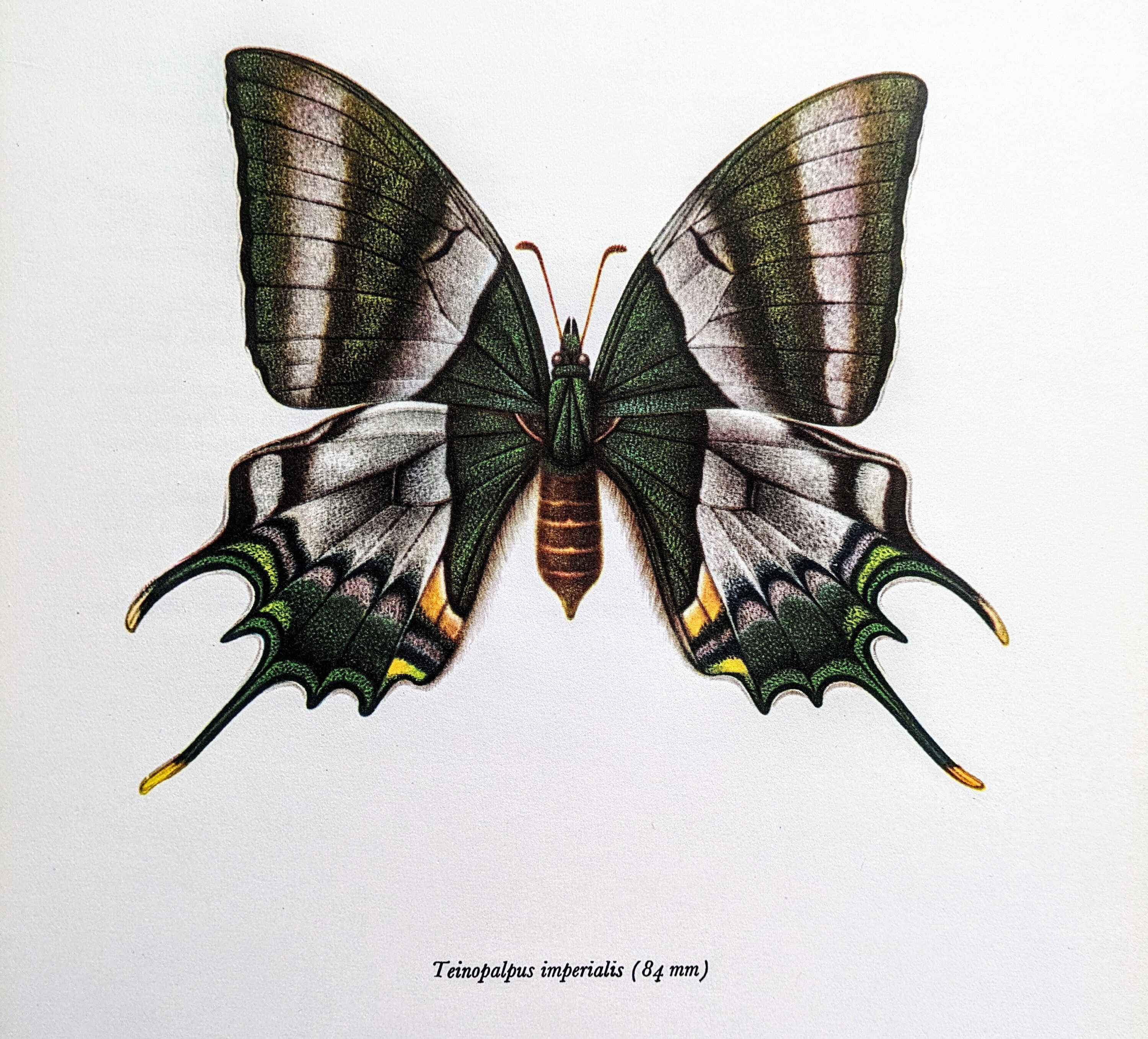 1963 Teinopalpus Imperialis the Kaiser -i-hind Vintage Butterfly Print ...