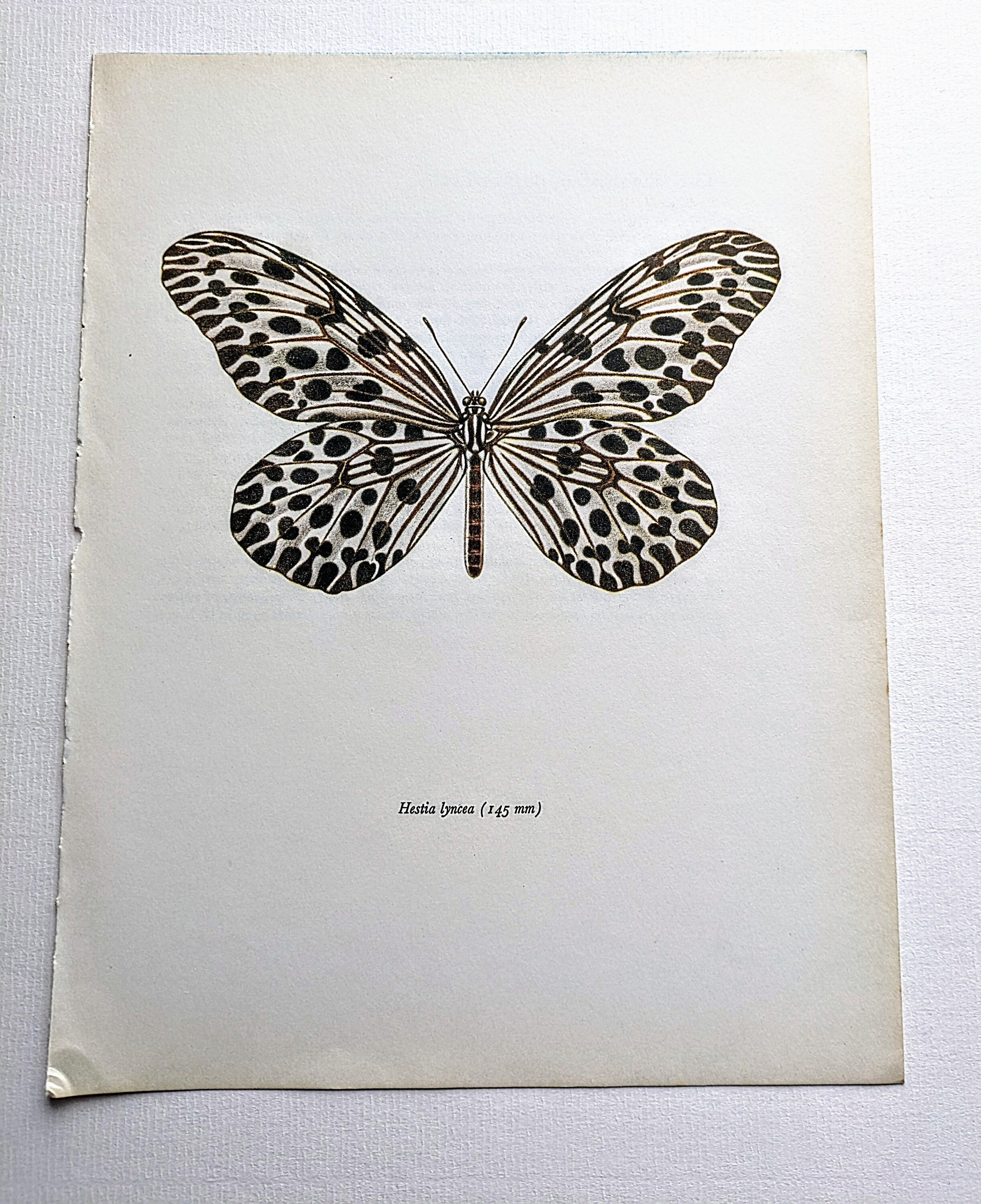 1963 Hestia Lyncea the Tree Nymph Vintage Butterfly Print Lithograph ...