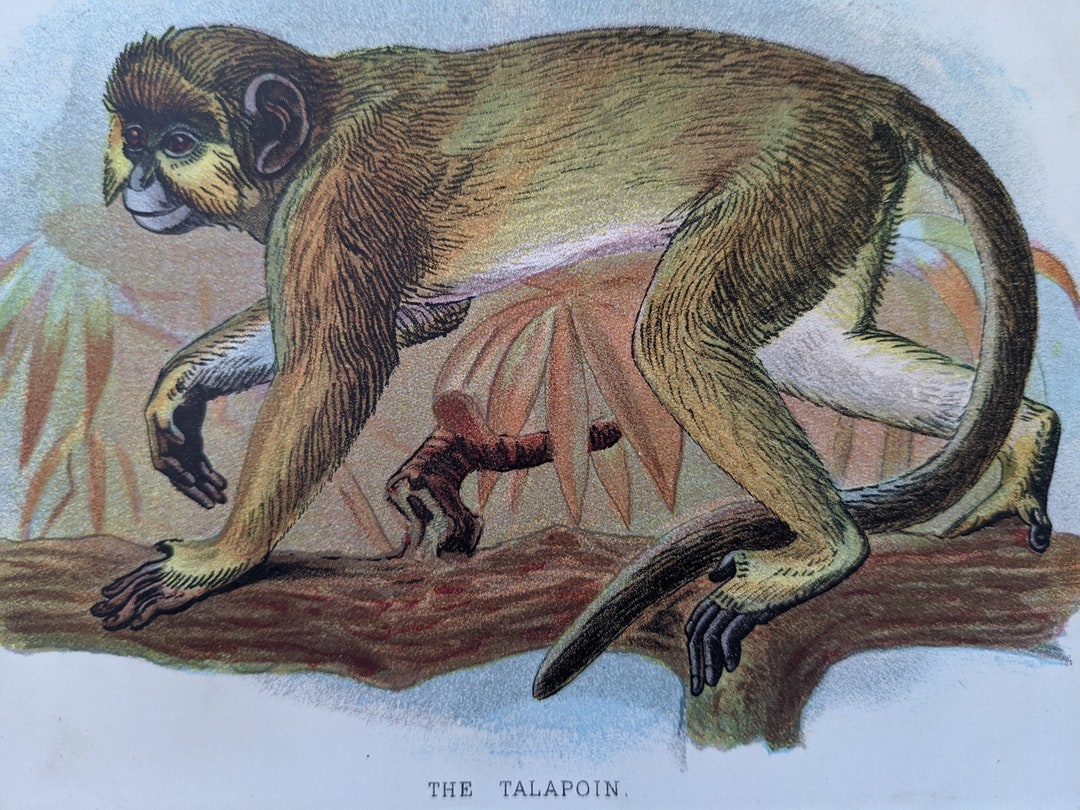 1897 the Talapoin Original Antique Print - Primates - Natural History ...