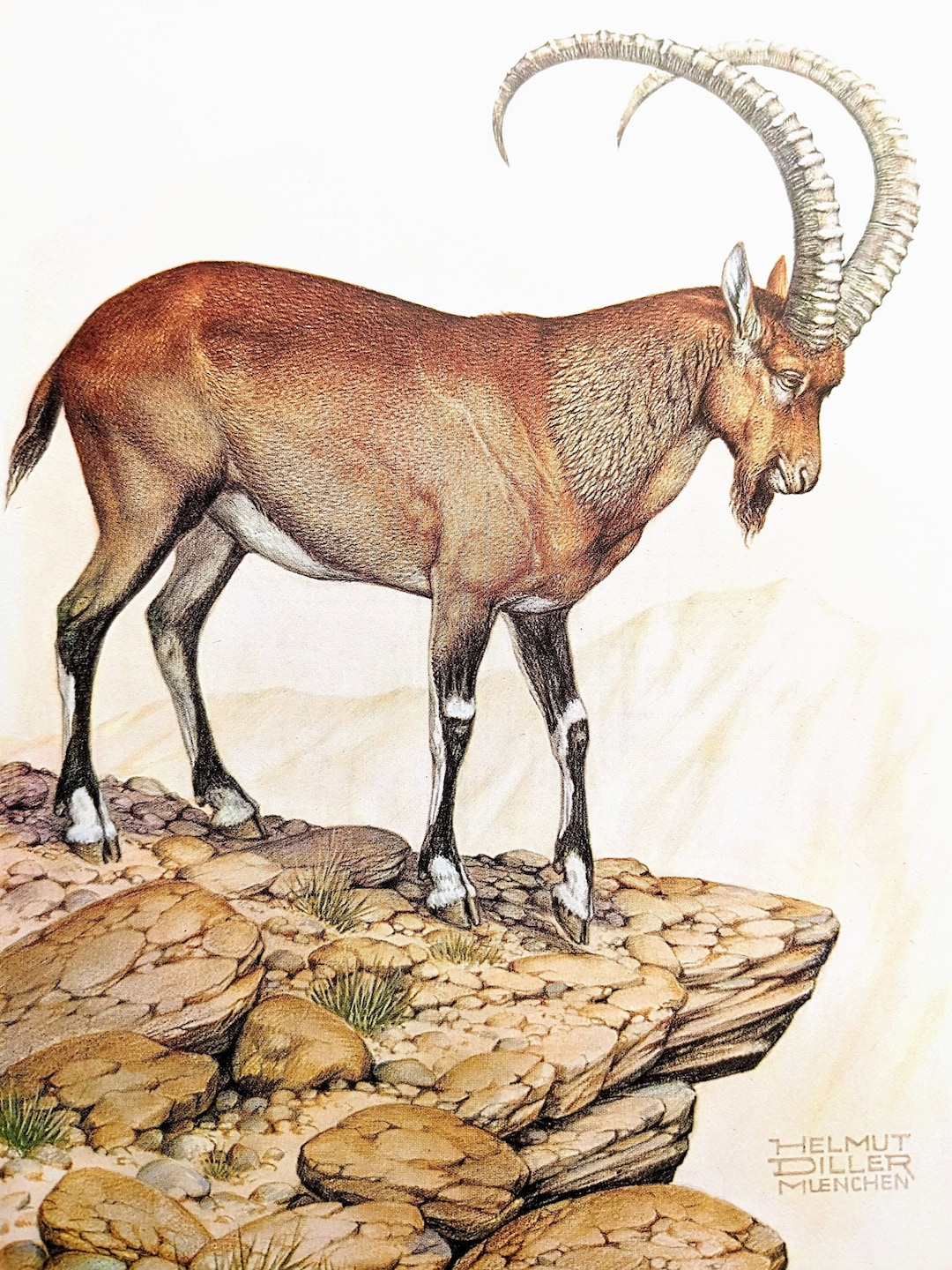 1970 Walia Ibex Vintage Print - Animals in Danger of Extinction ...