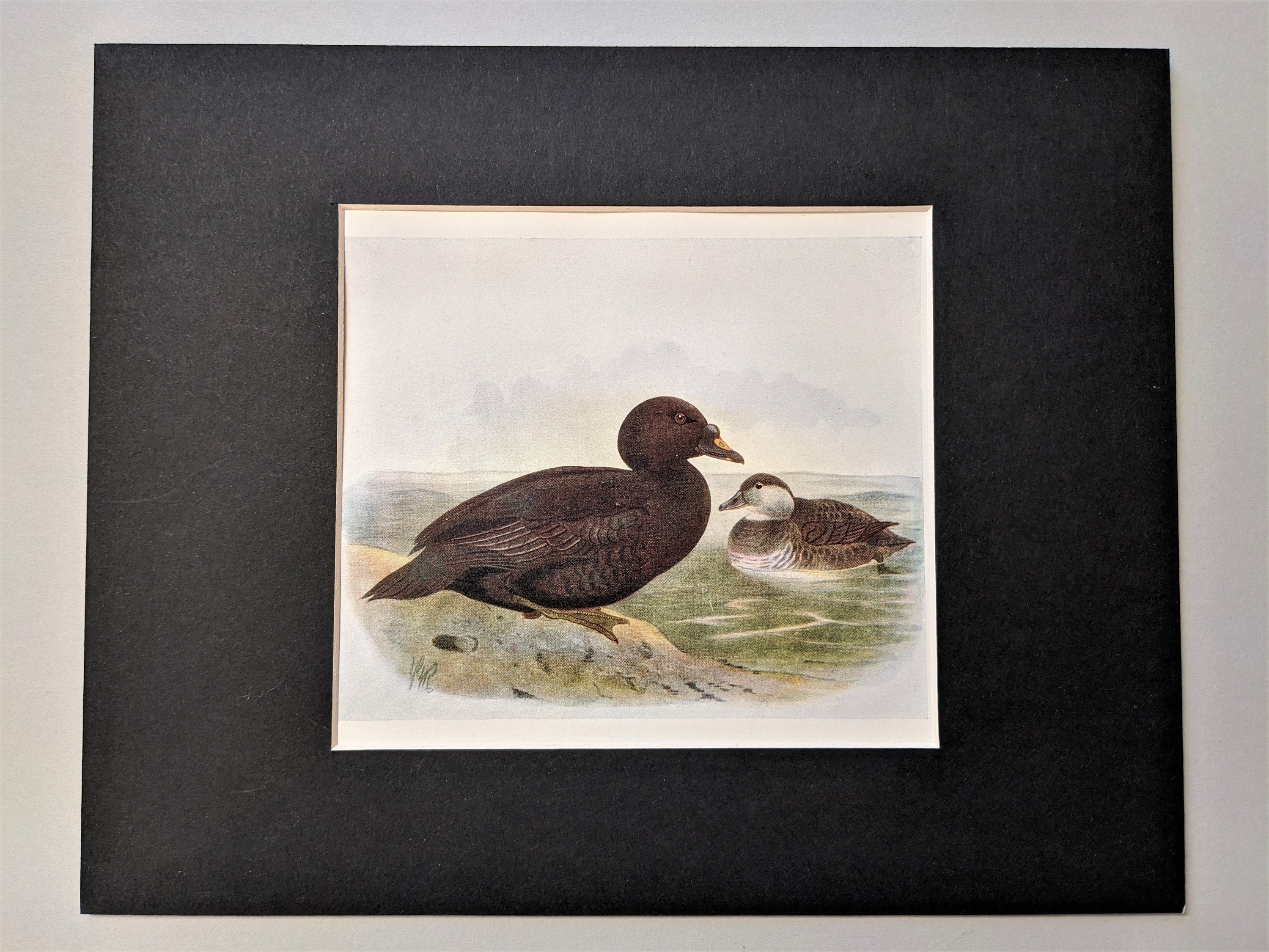 1907 Common Scoter Antique Matted Lithograph ornithology Birds of ...