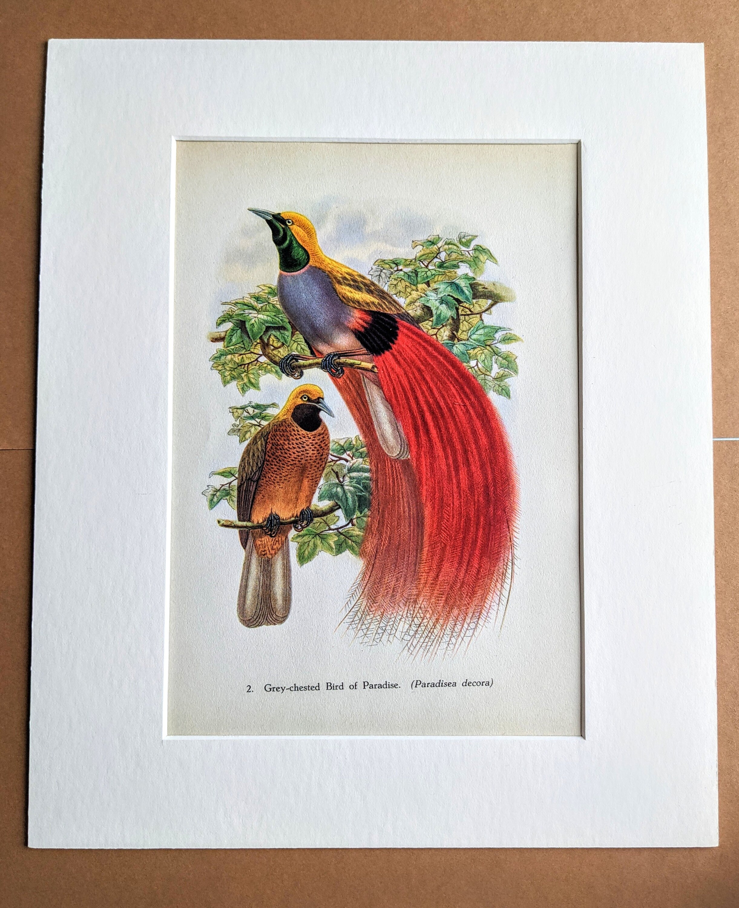 1948 Grey-chested Bird of Paradise (paradisea Decora) Original Vintage ...