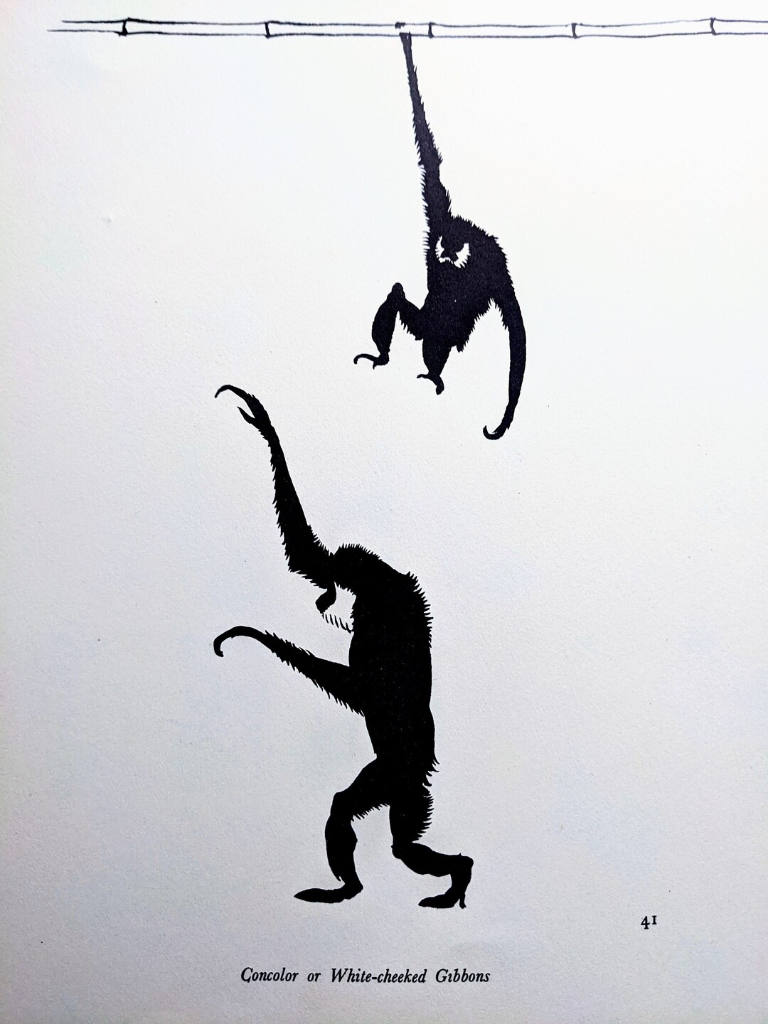 1937 Concolor or White-cheeked Gibbons II Original Vintage Print ...