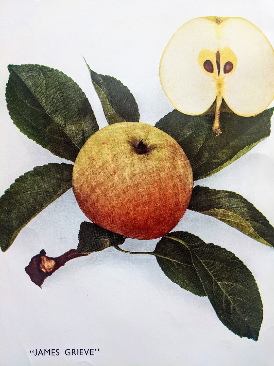 1949 James Grieve Apple Original Vintage Fruit Print - Botanical Print ...