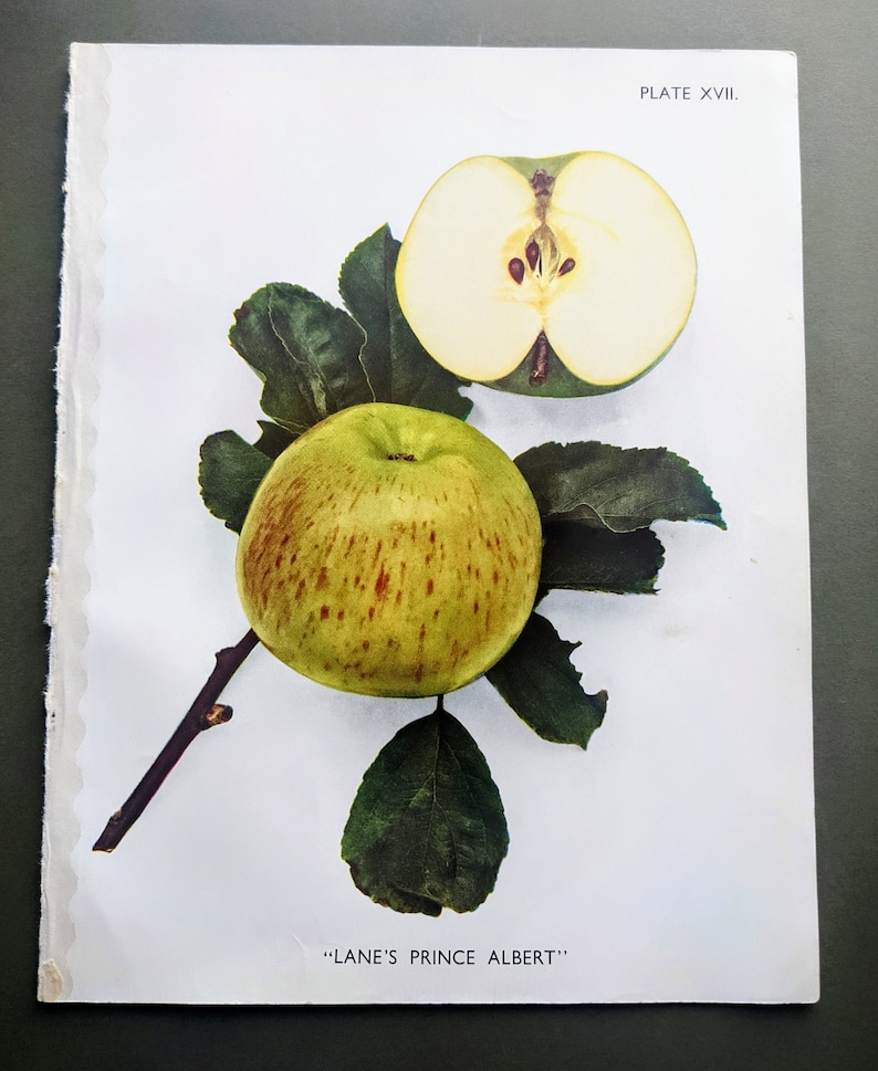 1949 Lane's Prince Albert Apple Original Vintage Fruit - Etsy