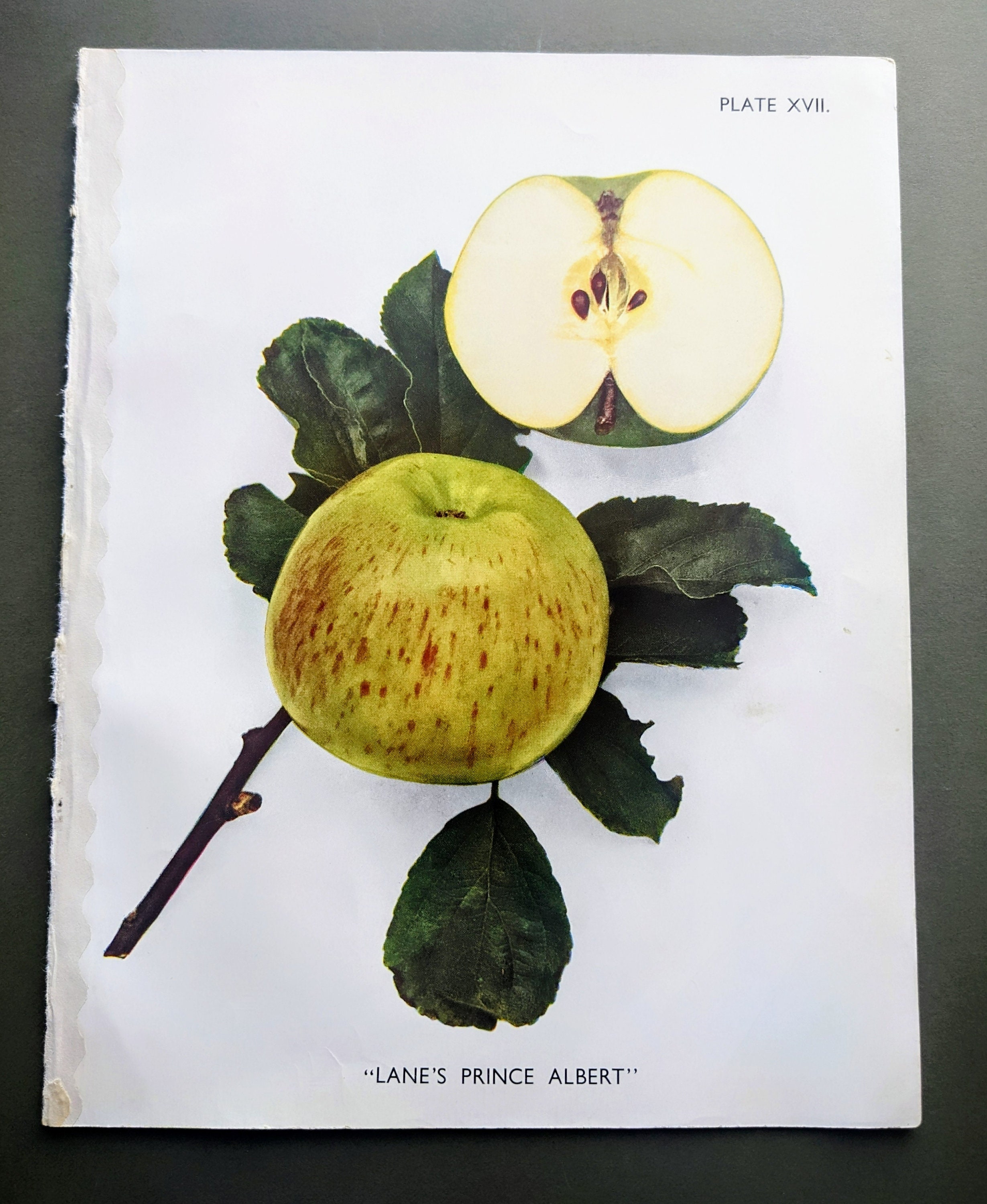 1949 Lane's Prince Albert Apple Original Vintage Fruit Print Botanical ...