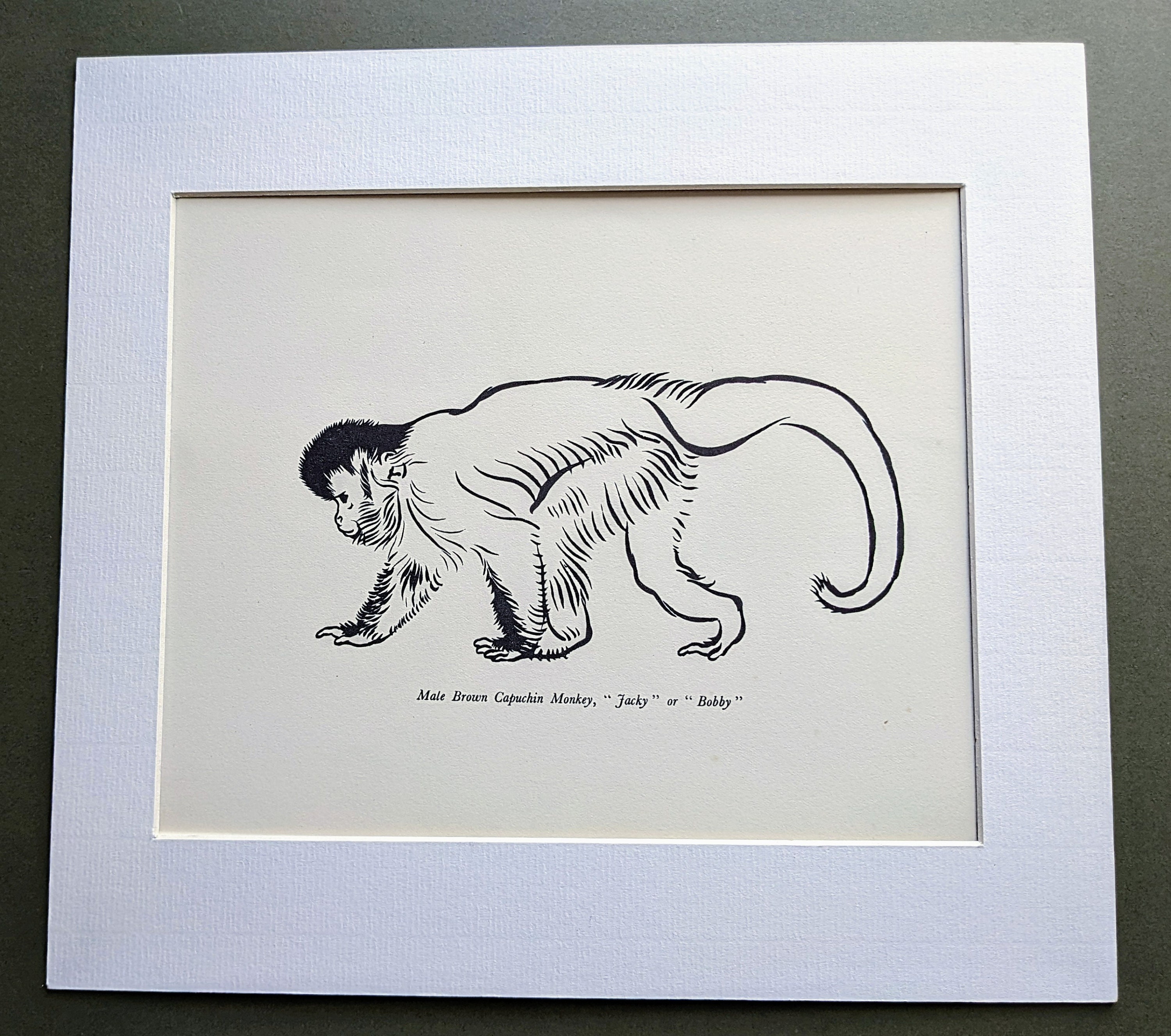 1937 Male Brown Capuchin Monkey, Jacky or Bobby Original Vintage Print ...