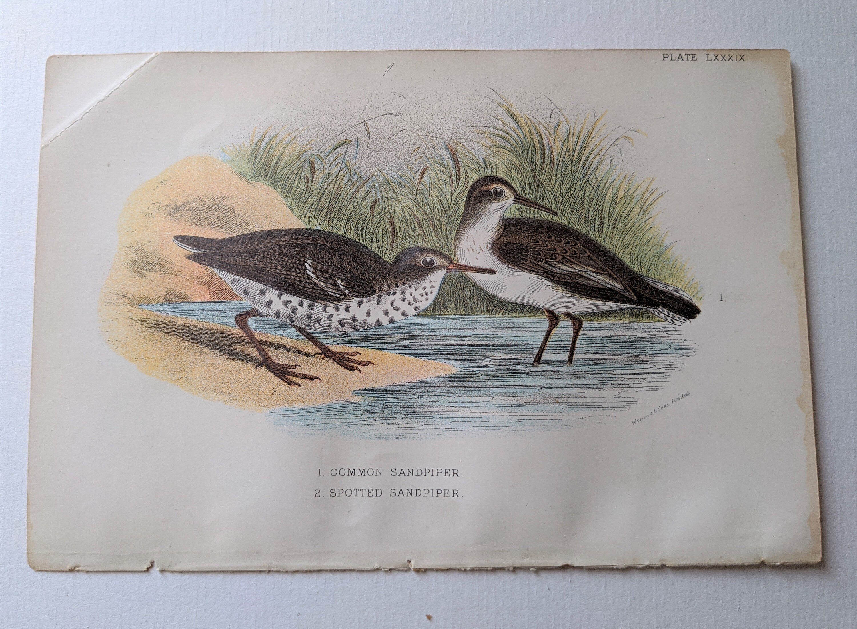 1896 Common & Spotted Sandpiper Antique Print - Ornithology- Game Birds ...