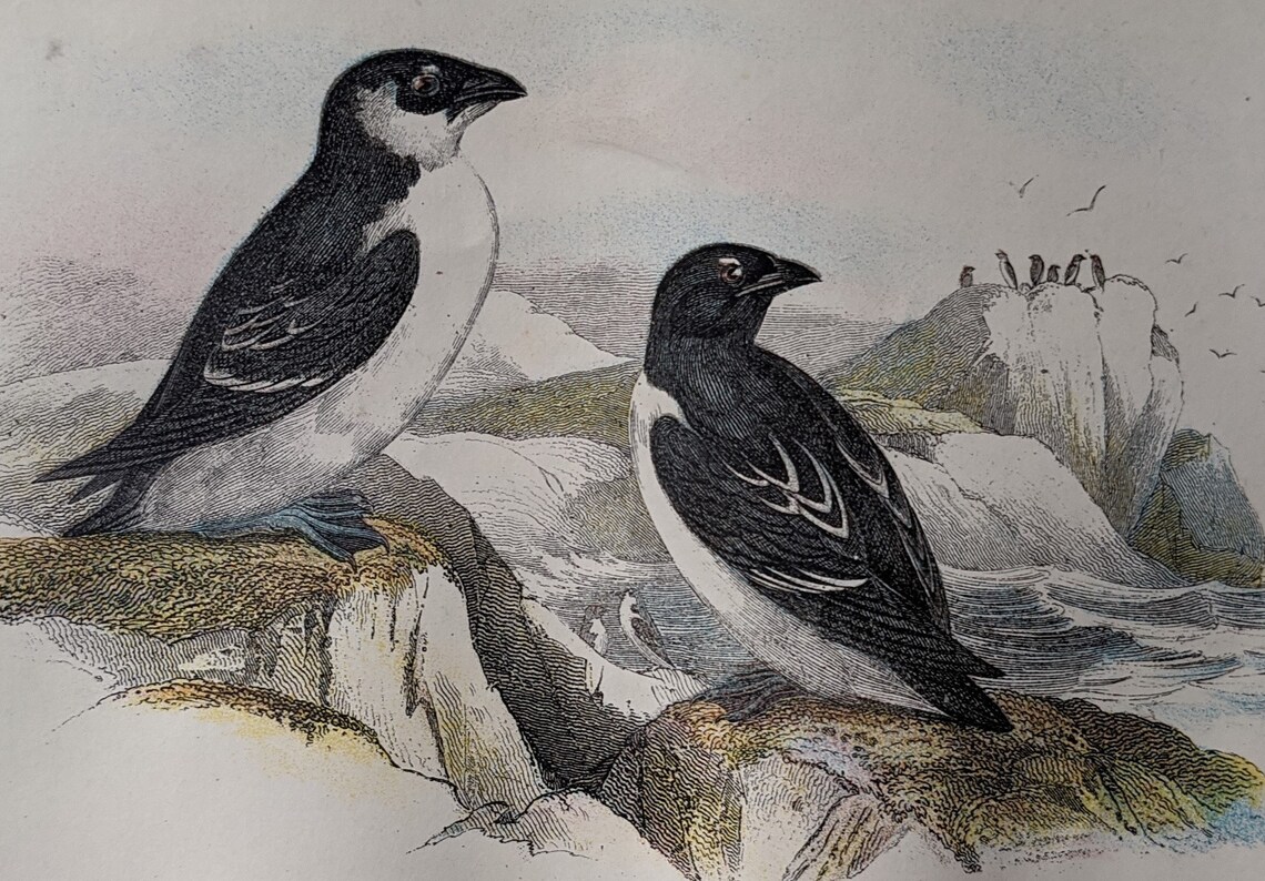 1897 Little Auk Original - Antique Print - Ornithology - Sea Birds ...
