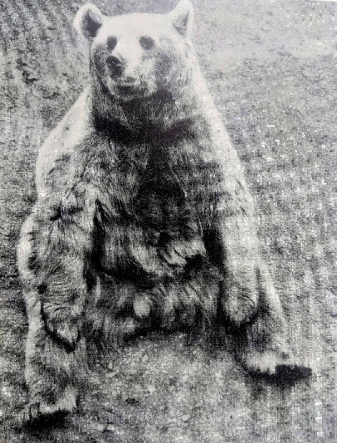 1955 A Great Big Teddy Bear? Not Really. Vintage Print - Brown Bear ...