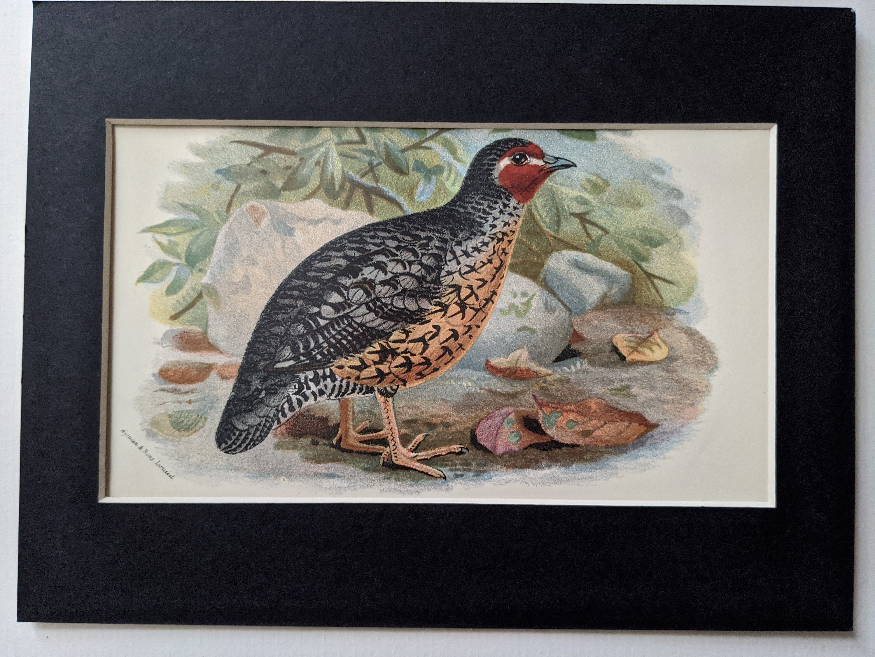 1896 Manipur Painted Bush Quail Antique Print Ornithology - Etsy