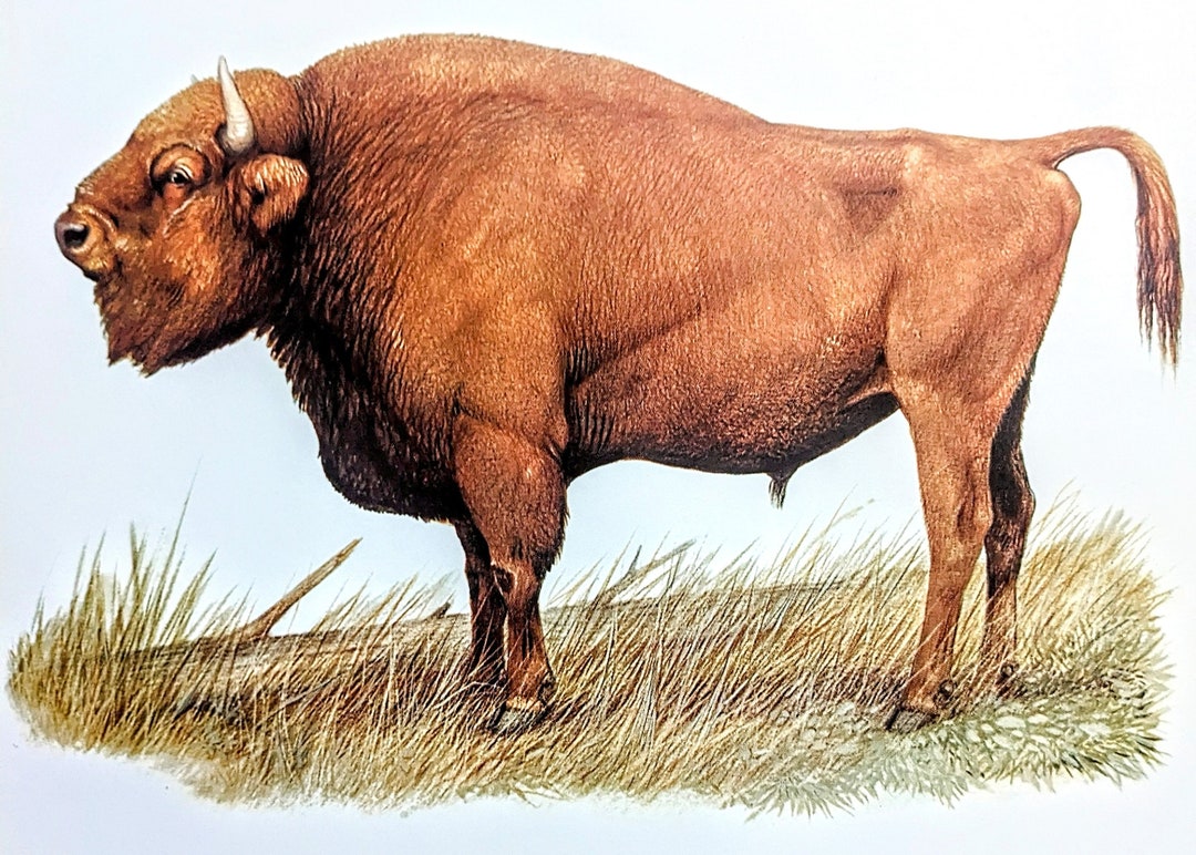 1970 European Bison - Vintage Print - Animals in Danger of Extinction - Zoology Print - Mammals ...