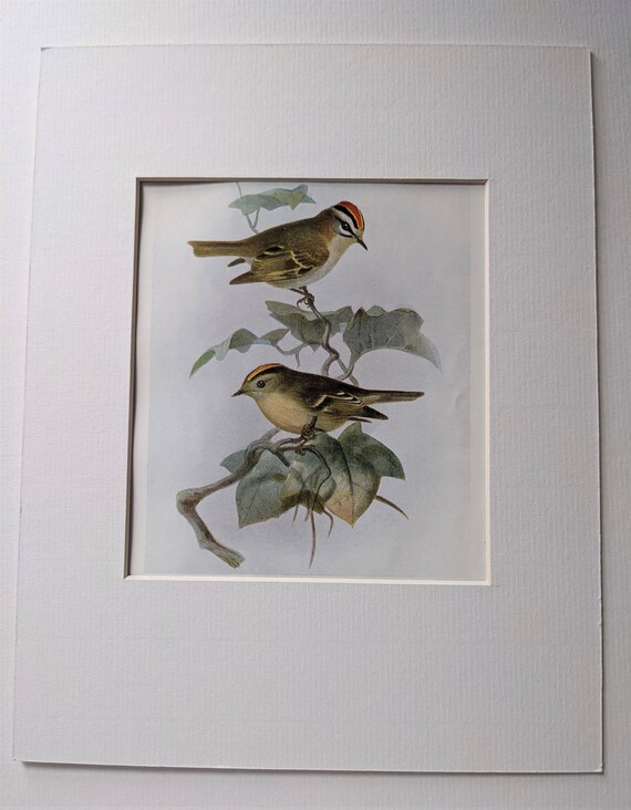 1907 Fire & Golden Crested Wrens Antique Matted Lithograph | Etsy