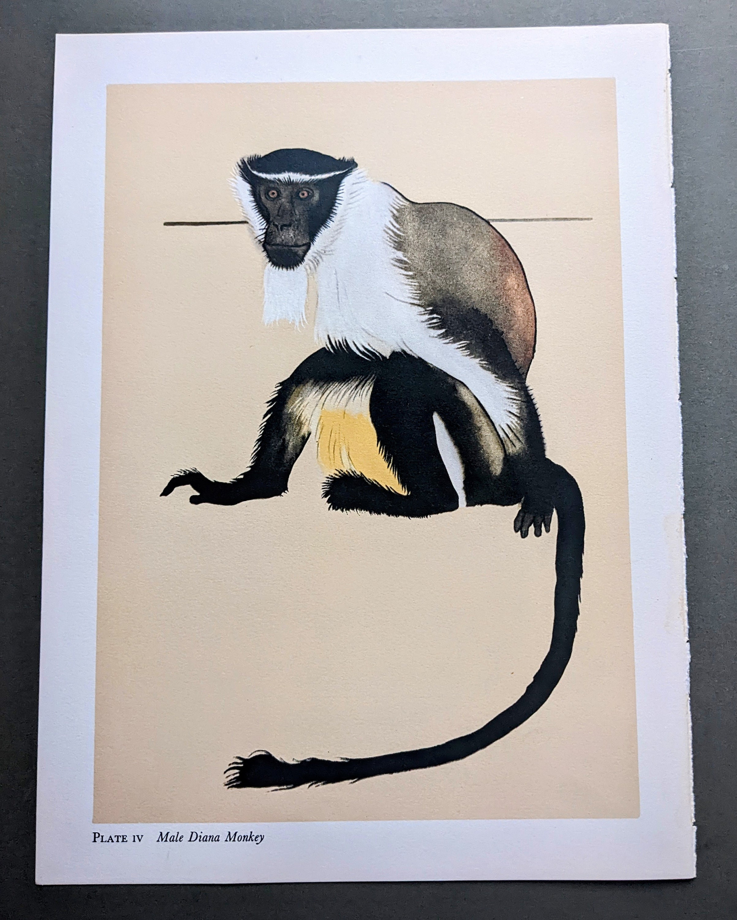 1937 Male Diana Monkey Original Vintage Print - Monkey - Primatology ...