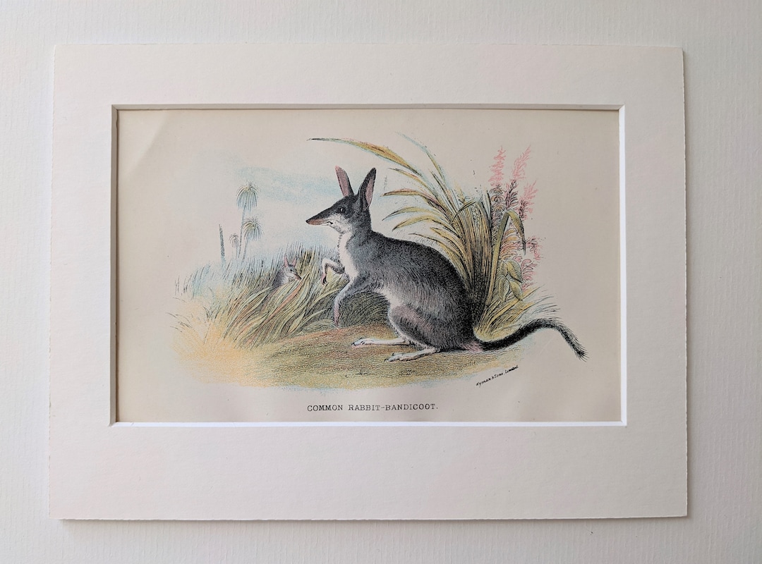 1896 Common Rabbit - Bandicoot Original Vintage Print - Natural History ...