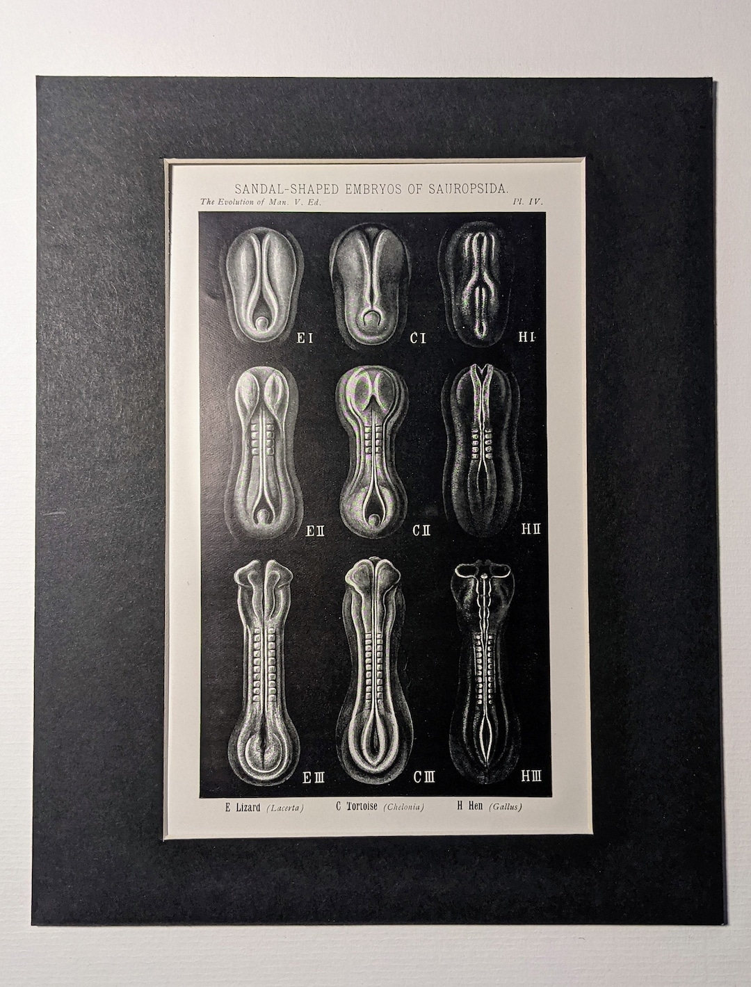 1910 Ernst Haeckel Sandal-shaped Embryos of Three Sauropsids Antique ...