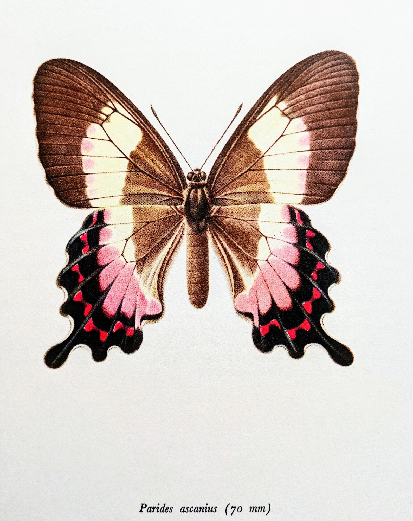1963 Parides Ascanius Cramer Vintage Butterfly Print - Lithograph ...