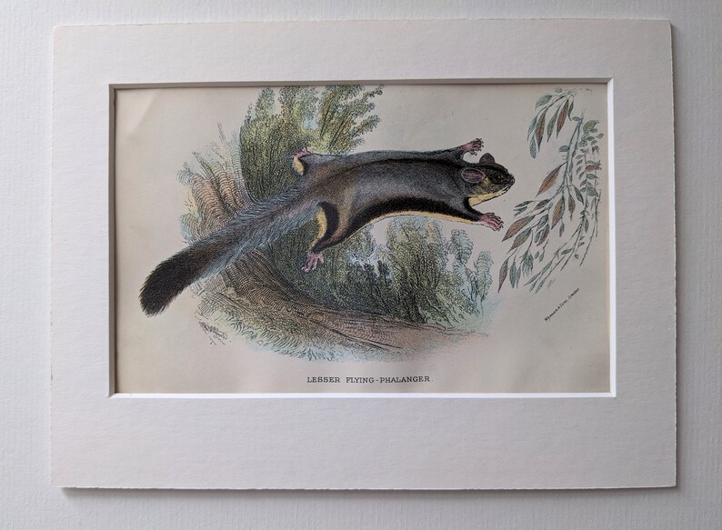 1896 Lesser Flying - Phalanger Original Vintage Print - Natural History ...