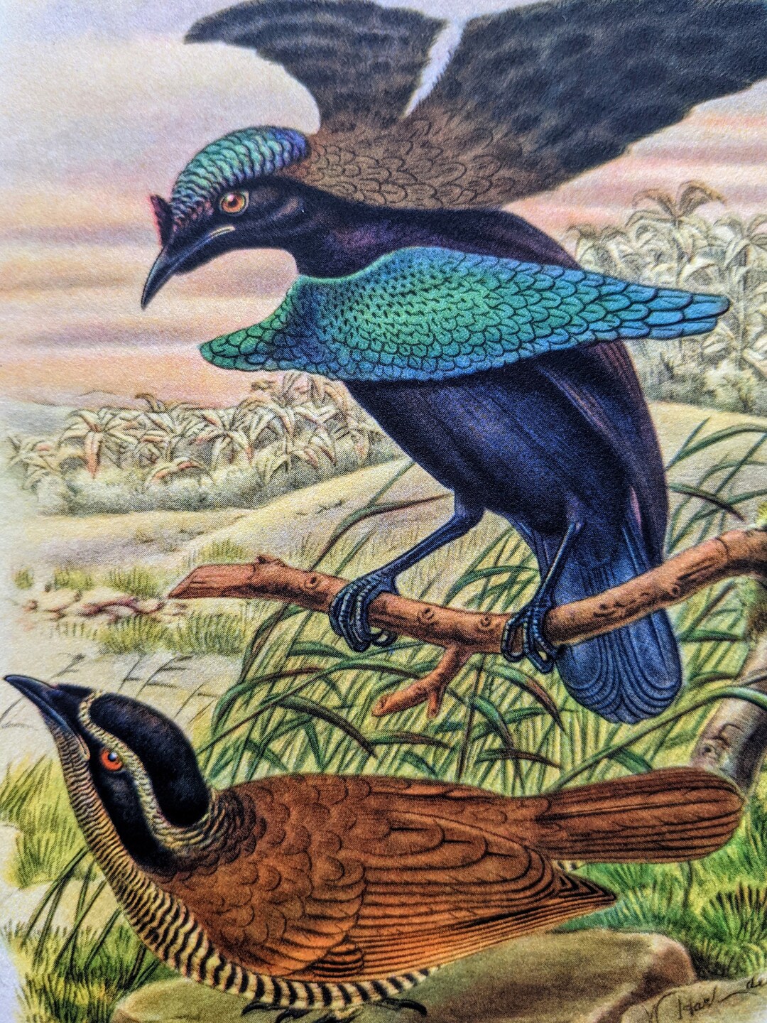 1948 Lesser Superb Bird of Paradise (lophorina Minor) Original Vintage ...