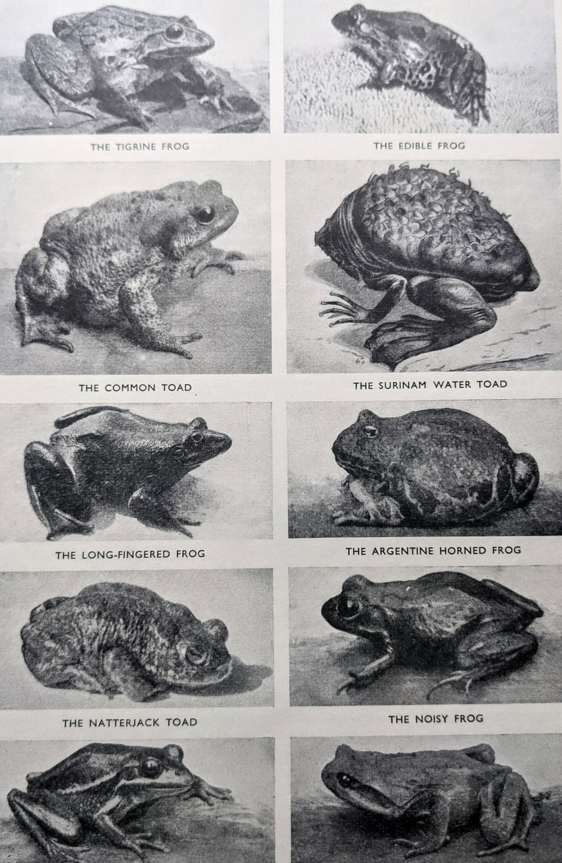 1956 Frogs and Their Toad Cousins Original Vintage Print - Etsy