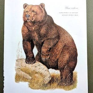 1970 Mexican Grizzly Bear - Vintage Print - Natural History of Animals ...