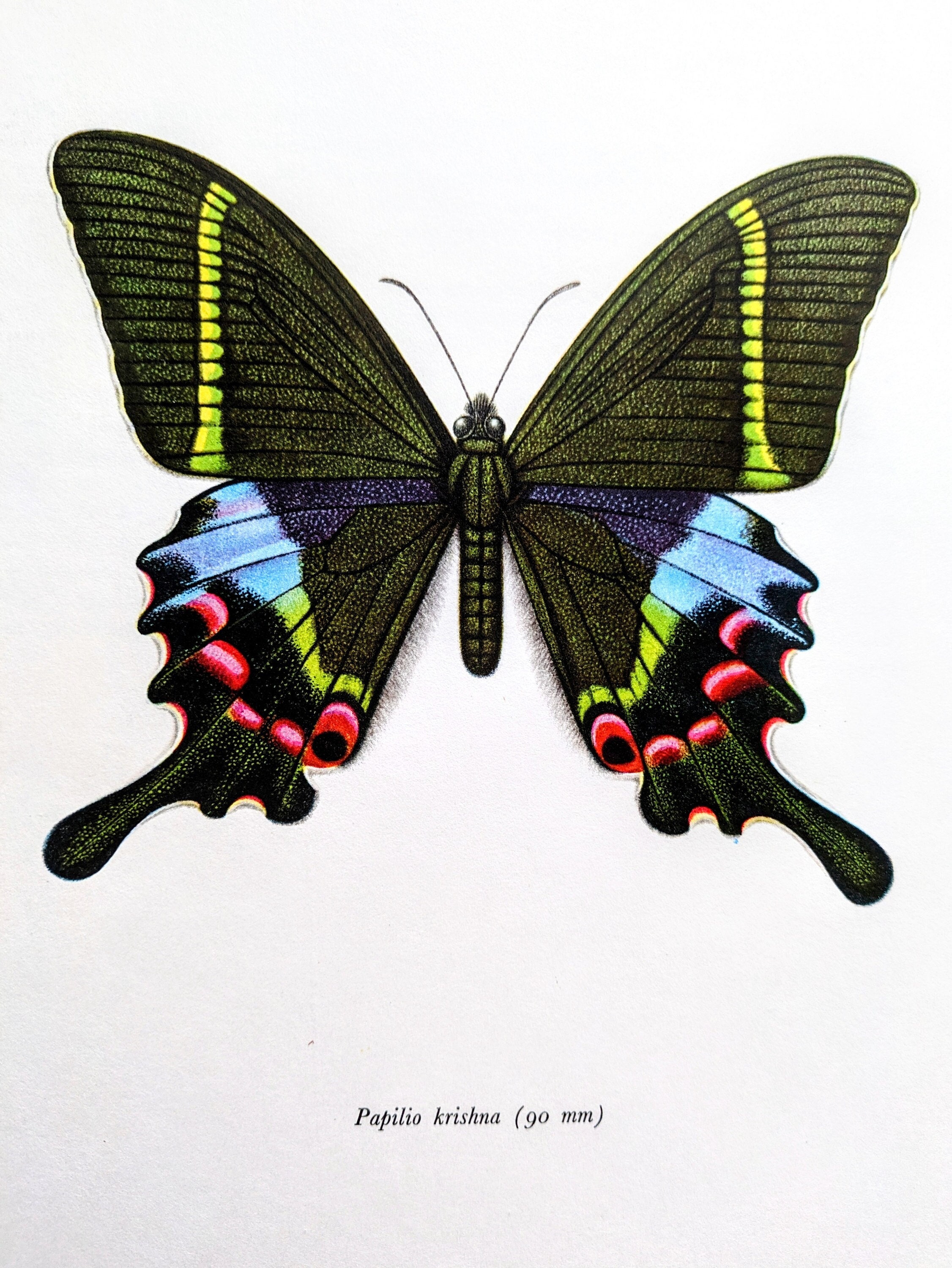 1963 Papilio Krishna the Krishna Peacock Vintage Butterfly Print ...
