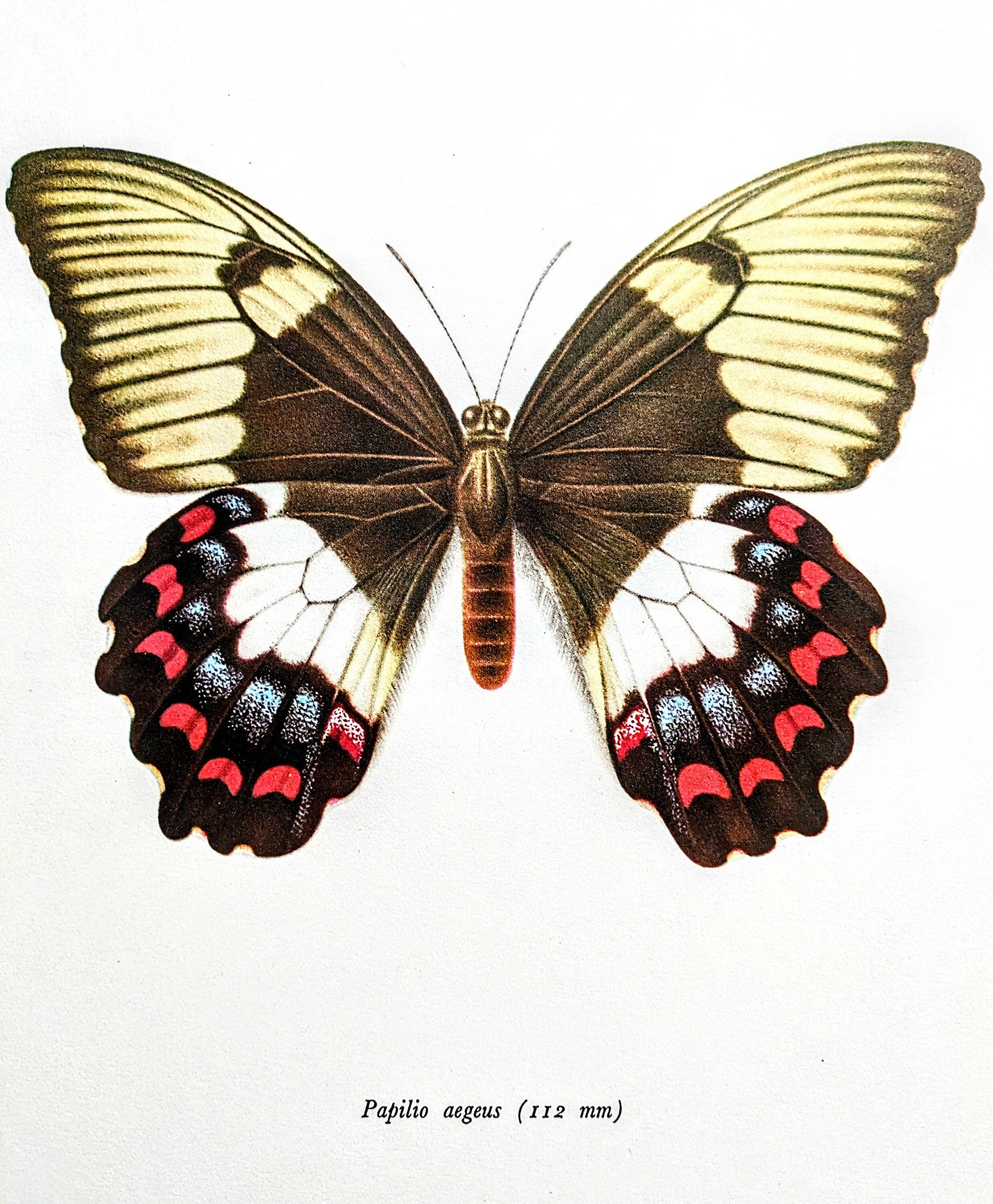 1963 Papilio Aegeus the Orchard Swallowtail - Vintage Butterfly Print ...