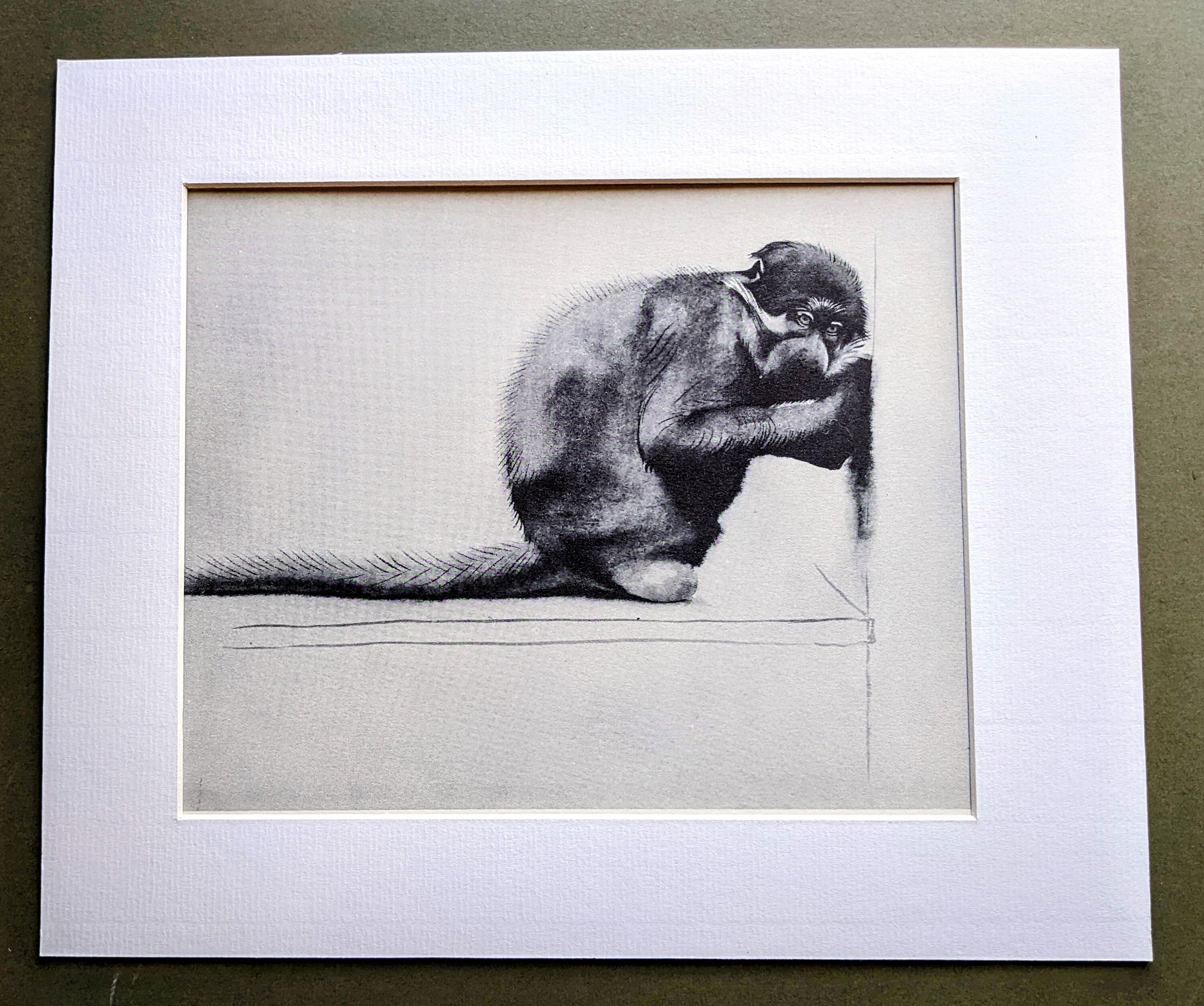 1937 A Sooty Mangabey Original Vintage Print - Monkey - Primatology ...