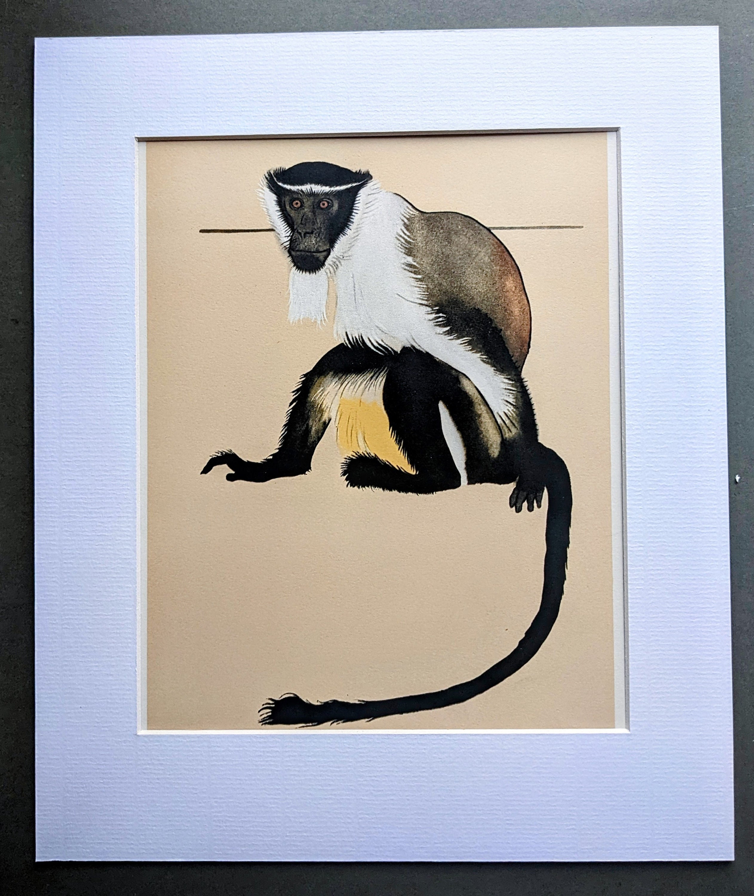1937 Male Diana Monkey Original Vintage Print - Monkey - Primatology ...