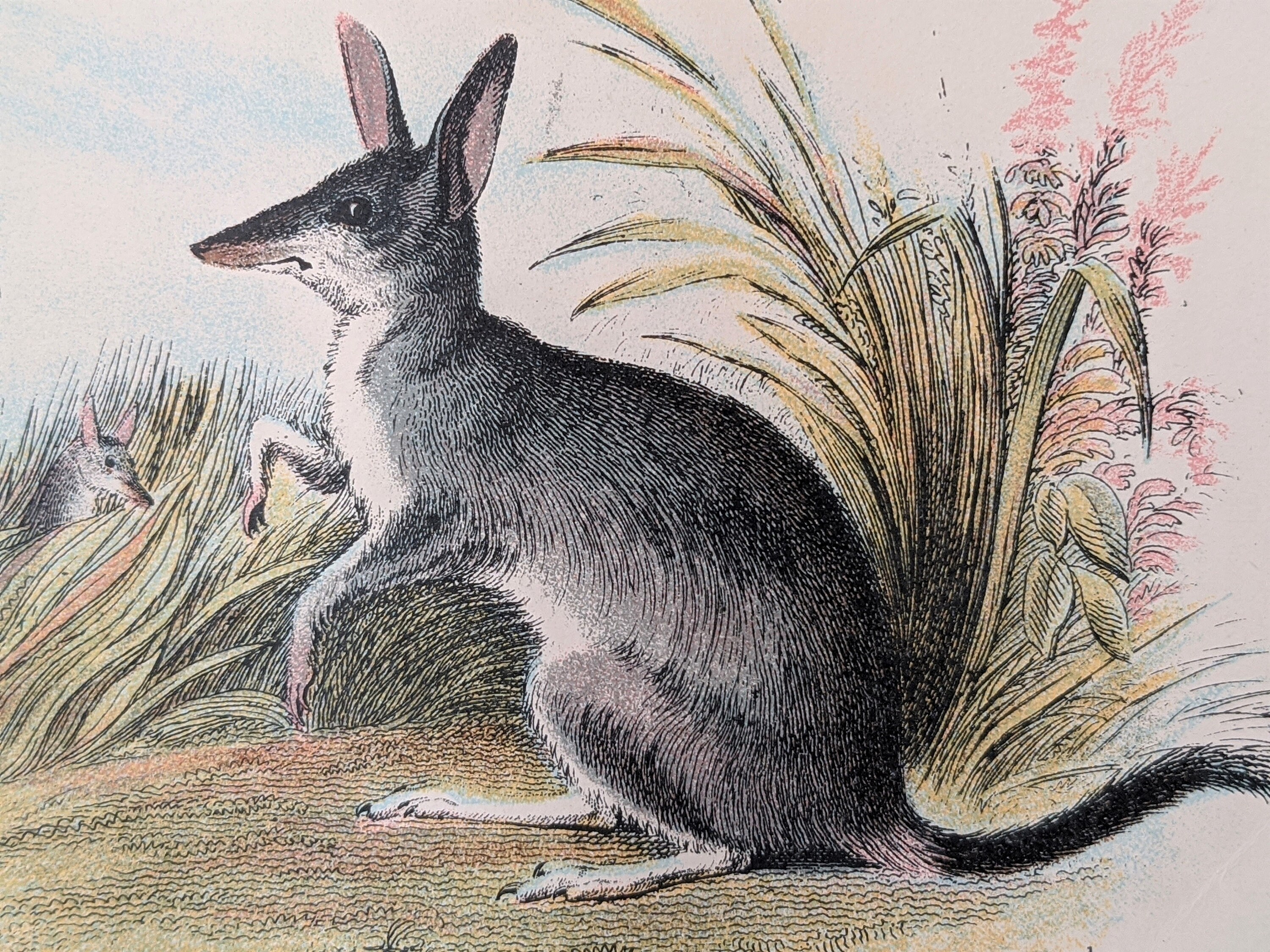 1896 Common Rabbit - Bandicoot Original Vintage Print - Natural History ...