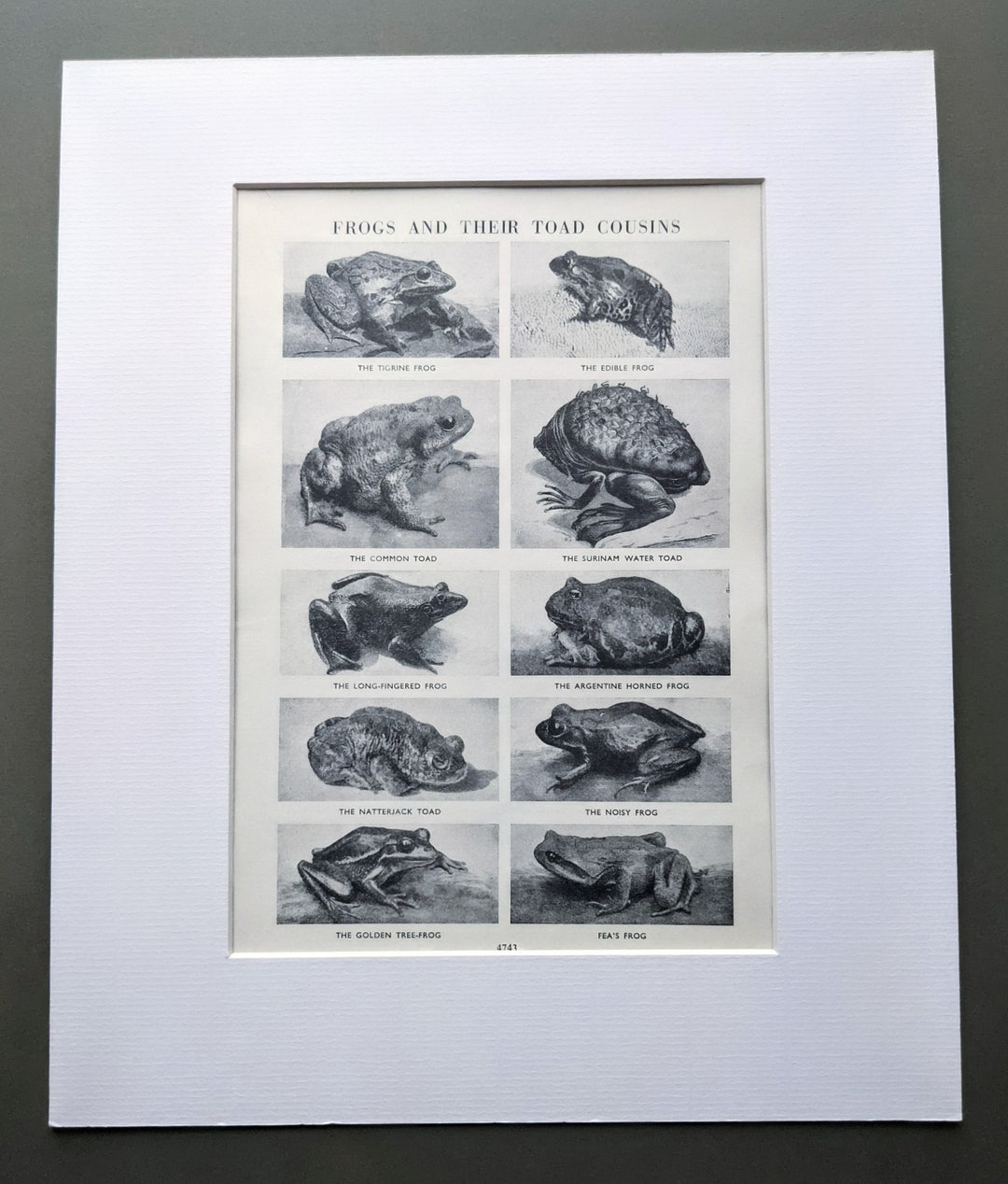 1956 Frogs and Their Toad Cousins Original Vintage Print - Amphibians ...
