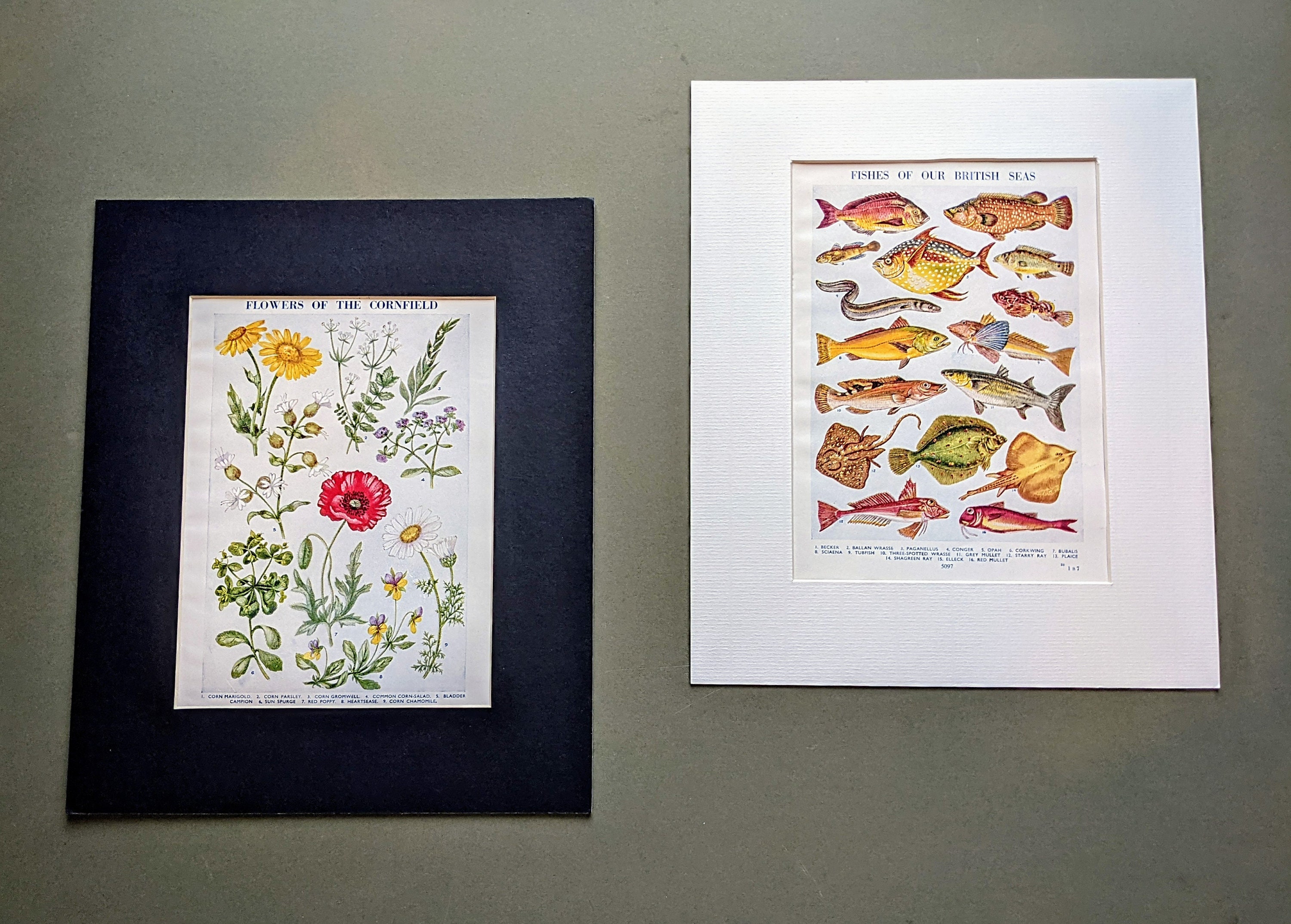 1956 A Pageant of Heraldry Vintage Print Coats of Arms Crests Badges ...