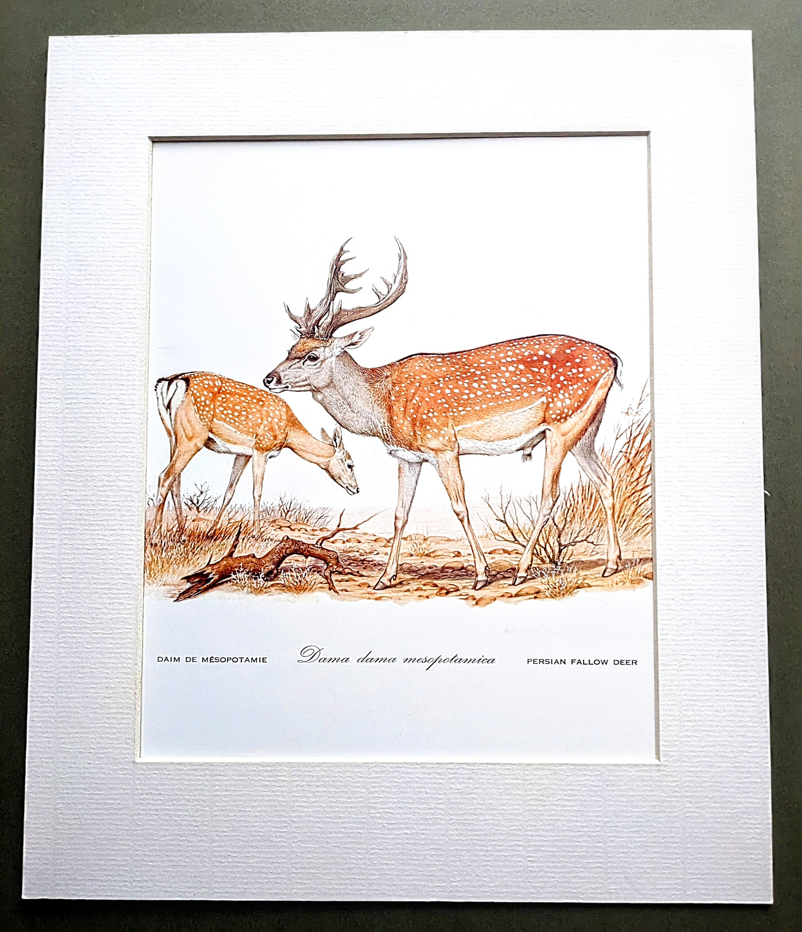 1970 Persian Fallow Deer - Vintage Print - Animals in Danger of ...