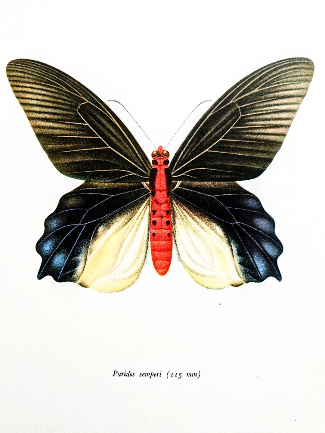 1963 Parides Semperi Felder - Vintage Butterfly Print - Lithograph ...