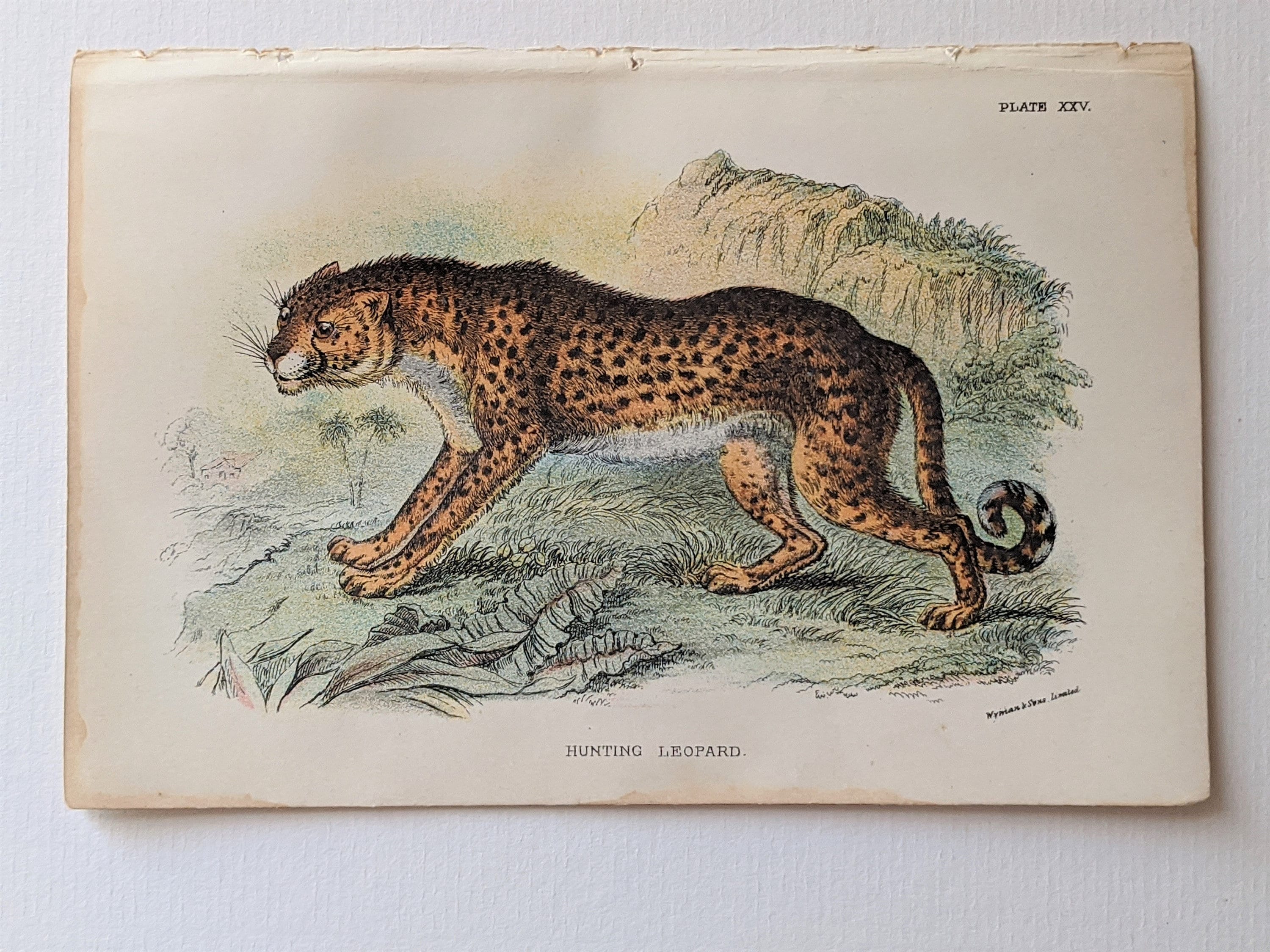 1896 Hunting Leopard Original - Vintage Print - Natural History - Cats ...