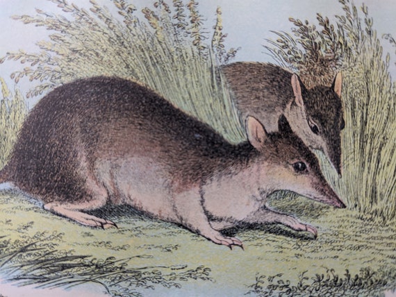 1896 Long Nosed Bandicoot Original Vintage Print Natural - Etsy