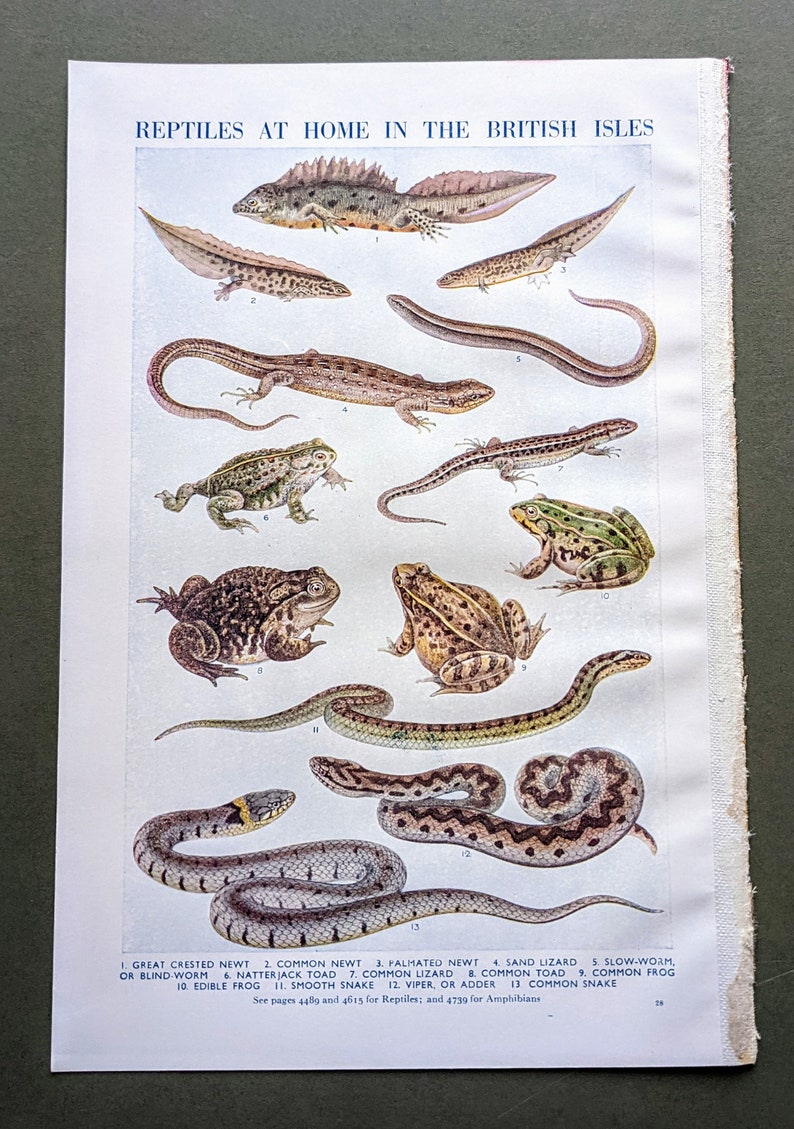 1956 Reptiles at Home in the British Isles Original Vintage Print ...