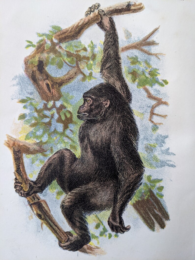1897 the Gorilla Antique Print Primates Natural History - Etsy