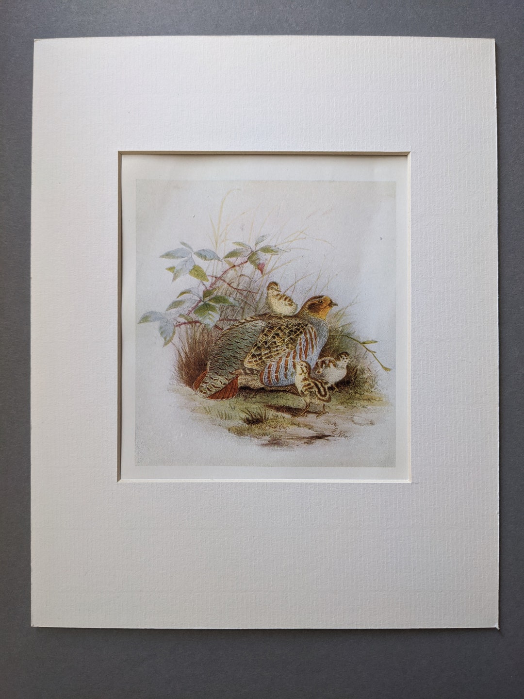 1907 Partridge Antique Matted Lithograph -ornithology- Birds of Britain ...