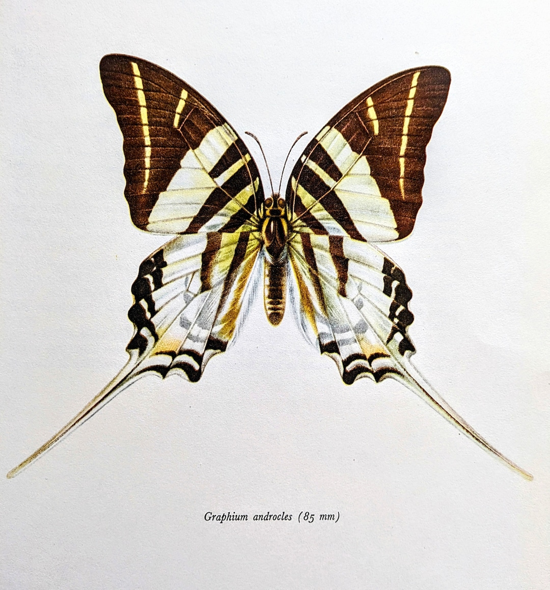 1963 Graphium Androcles, Boisduval Vintage Butterfly Print - Lithograph ...