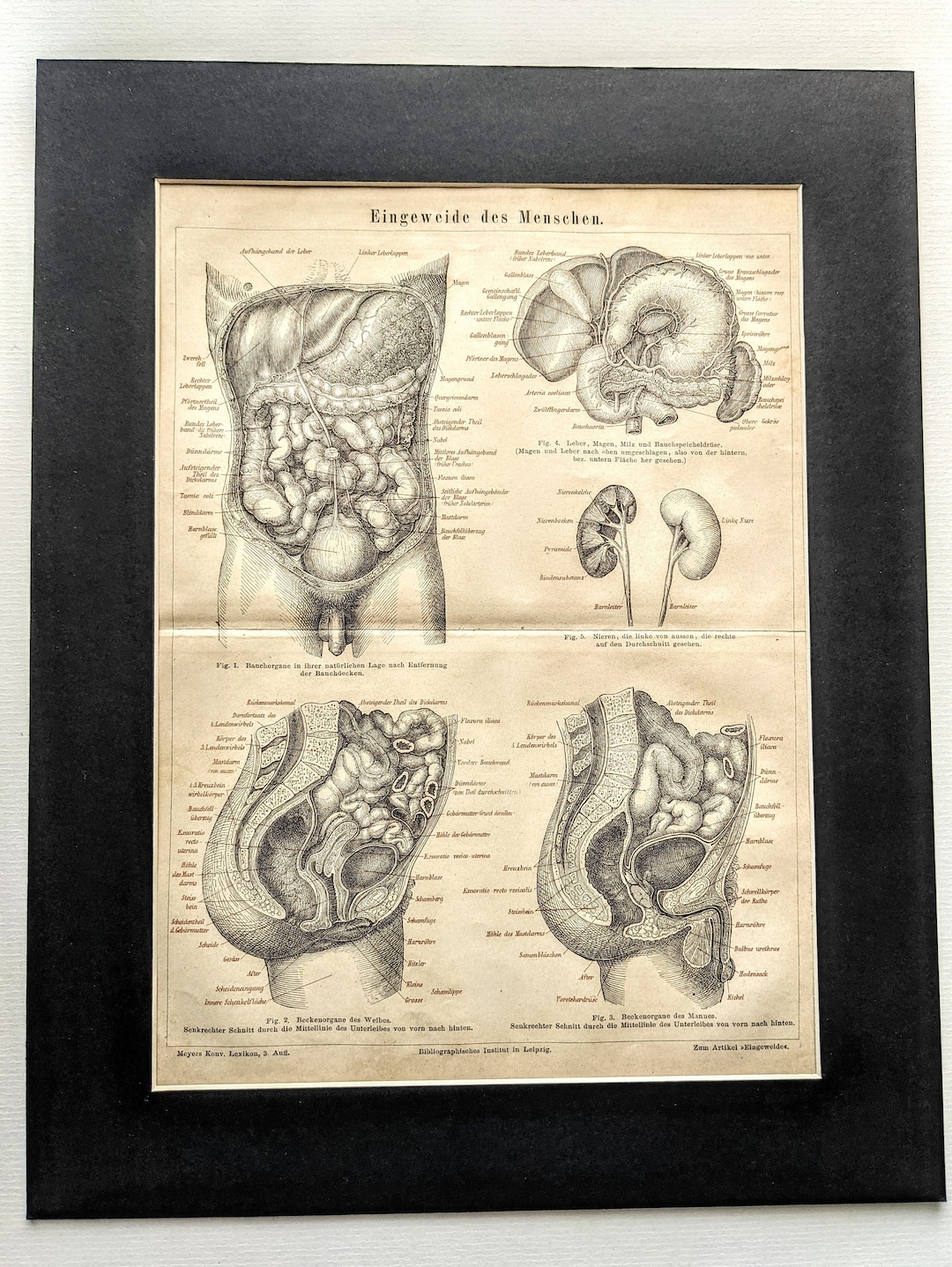 1875 Anatomische Studie der Eingeweide des Menschen Original Vintage ...