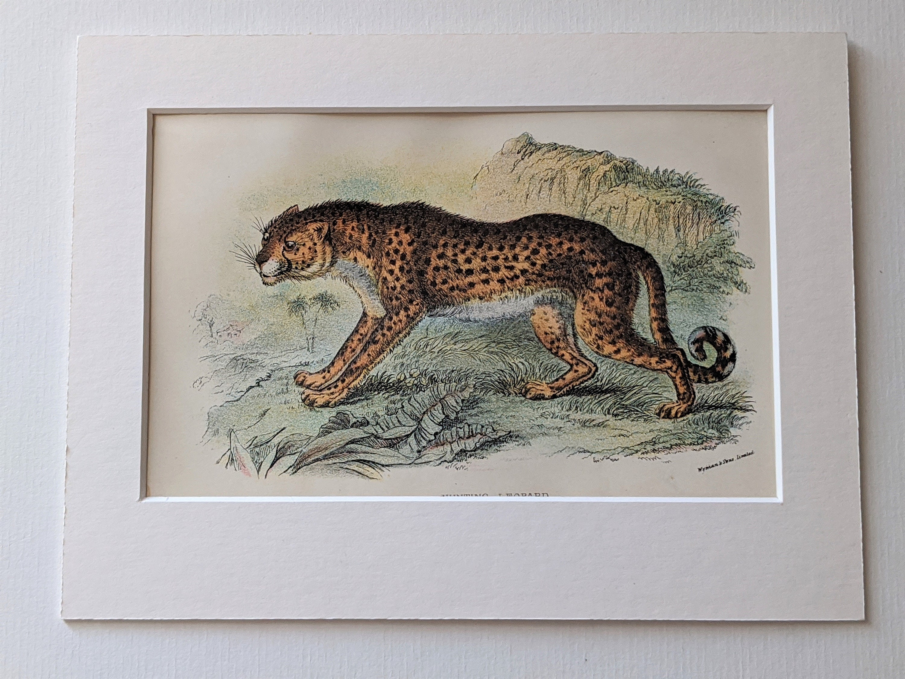 1896 Hunting Leopard Original - Vintage Print - Natural History - Cats ...